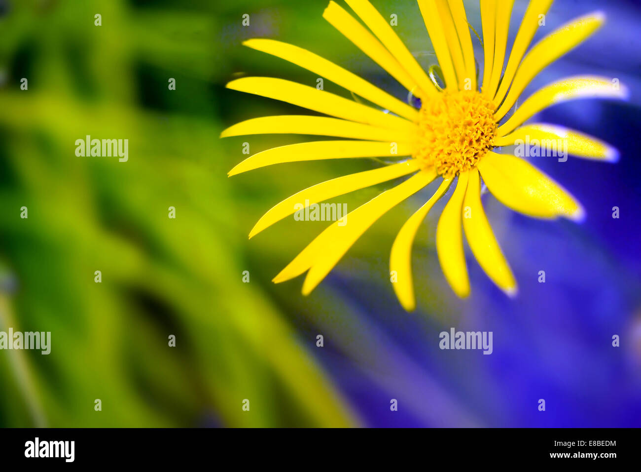 Bright yellow flower Stock Photo - Alamy
