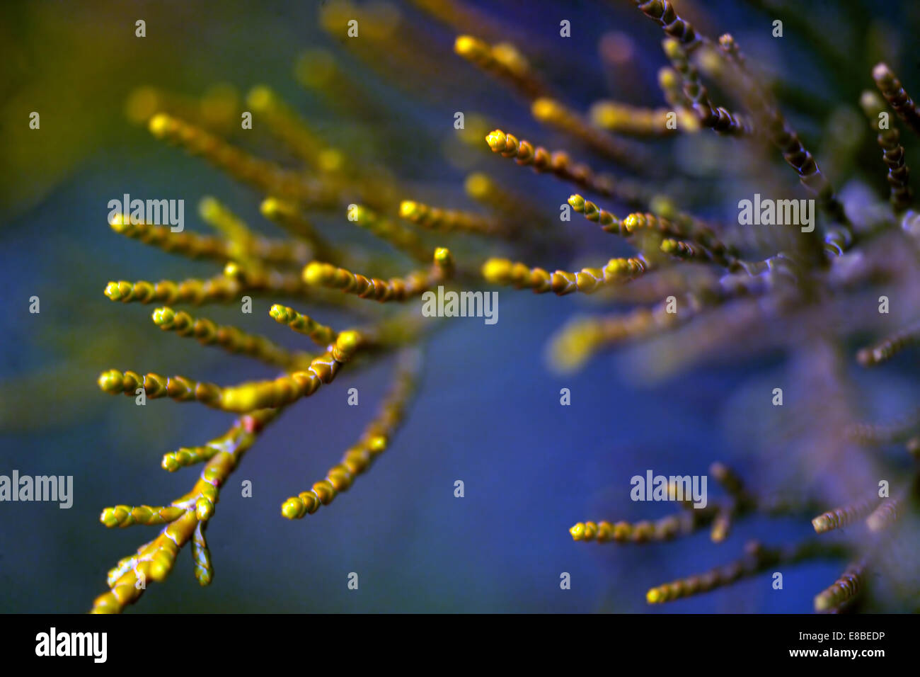 Strange plant structure hi-res stock photography and images - Alamy