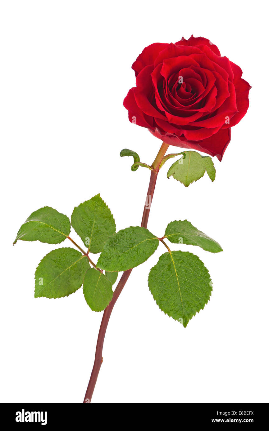 Red rose with leaves isolated on white background. Closeup Stock Photo ...