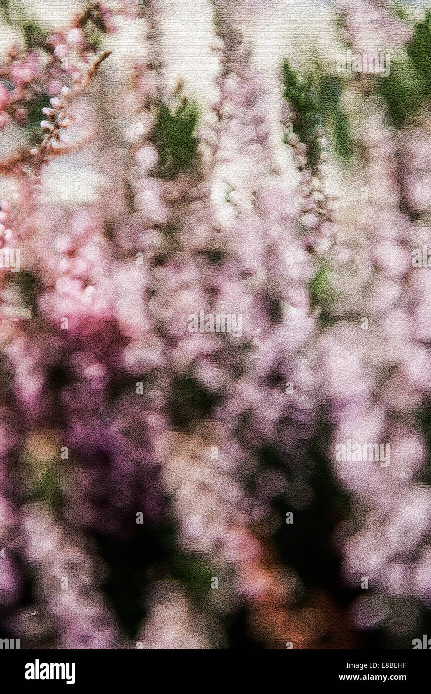 Heather flower illustration hi-res stock photography and images - Alamy