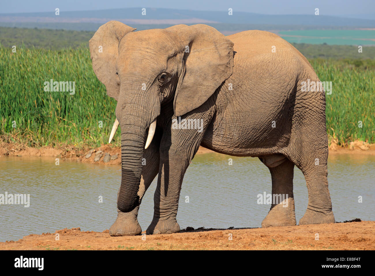Large African elephant bull (Loxodonta africana), Addo Elephant ...