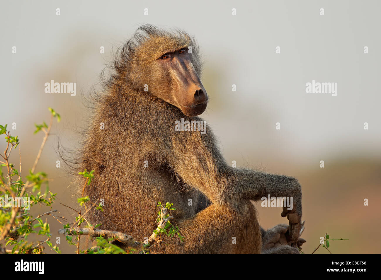 Big male chacma baboon (Papio hamadryas ursinus), Kruger National Park ...