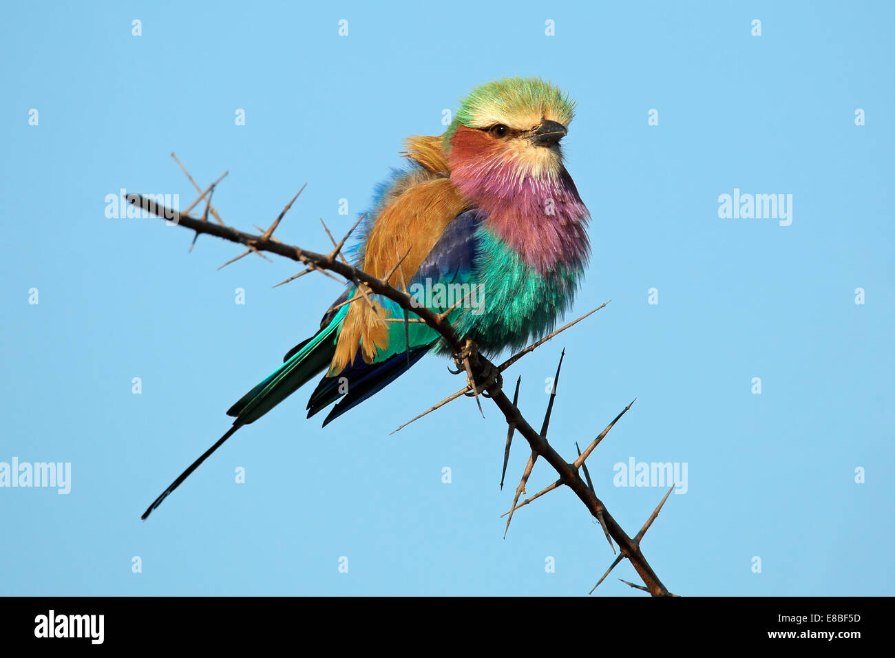 Lilac breasted roller hi-res stock photography and images - Alamy