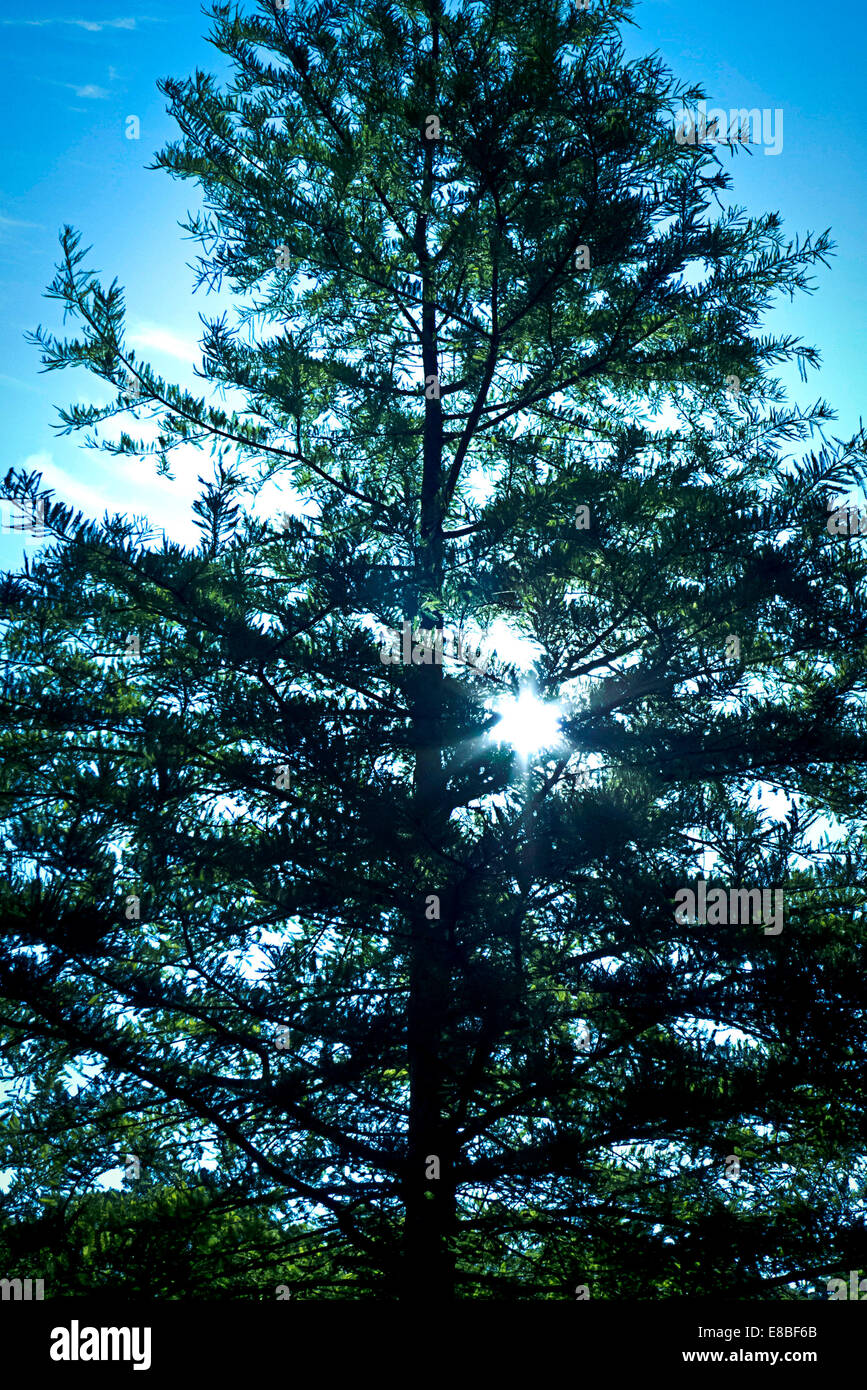 Sun through pine tree branches hi-res stock photography and images - Alamy