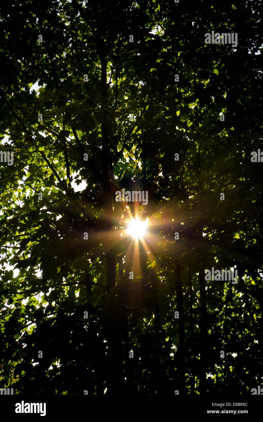 sun through tree Stock Photo - Alamy