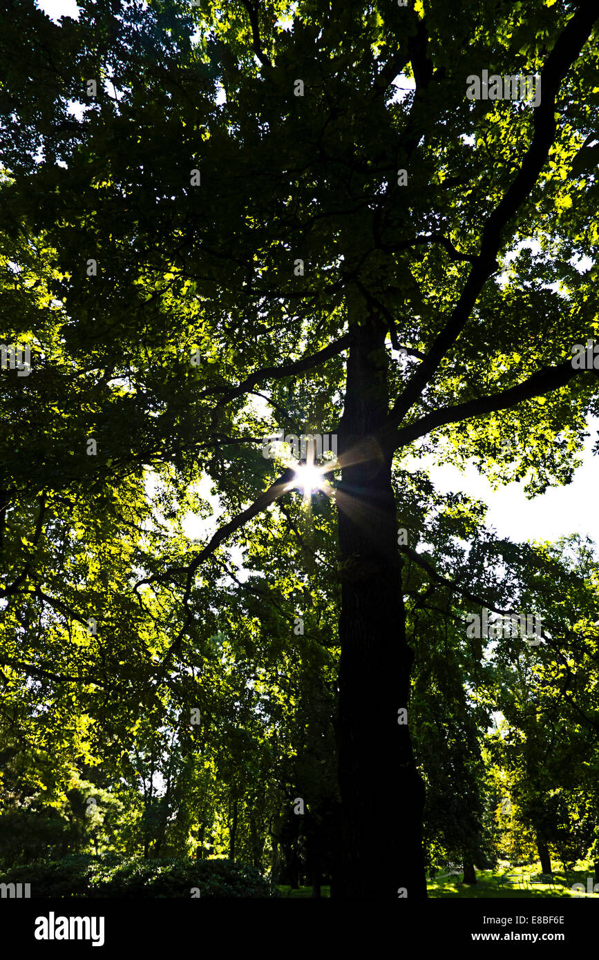 sun through tree Stock Photo - Alamy