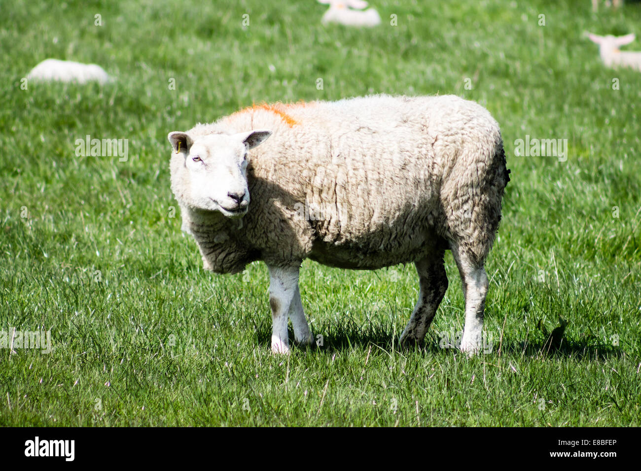 Green pastures sheep hi-res stock photography and images - Alamy