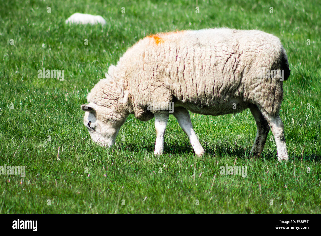 Green pastures sheep hi-res stock photography and images - Alamy
