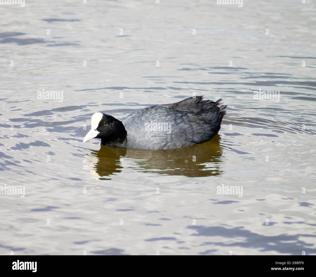 Black coot chicken hi-res stock photography and images - Alamy