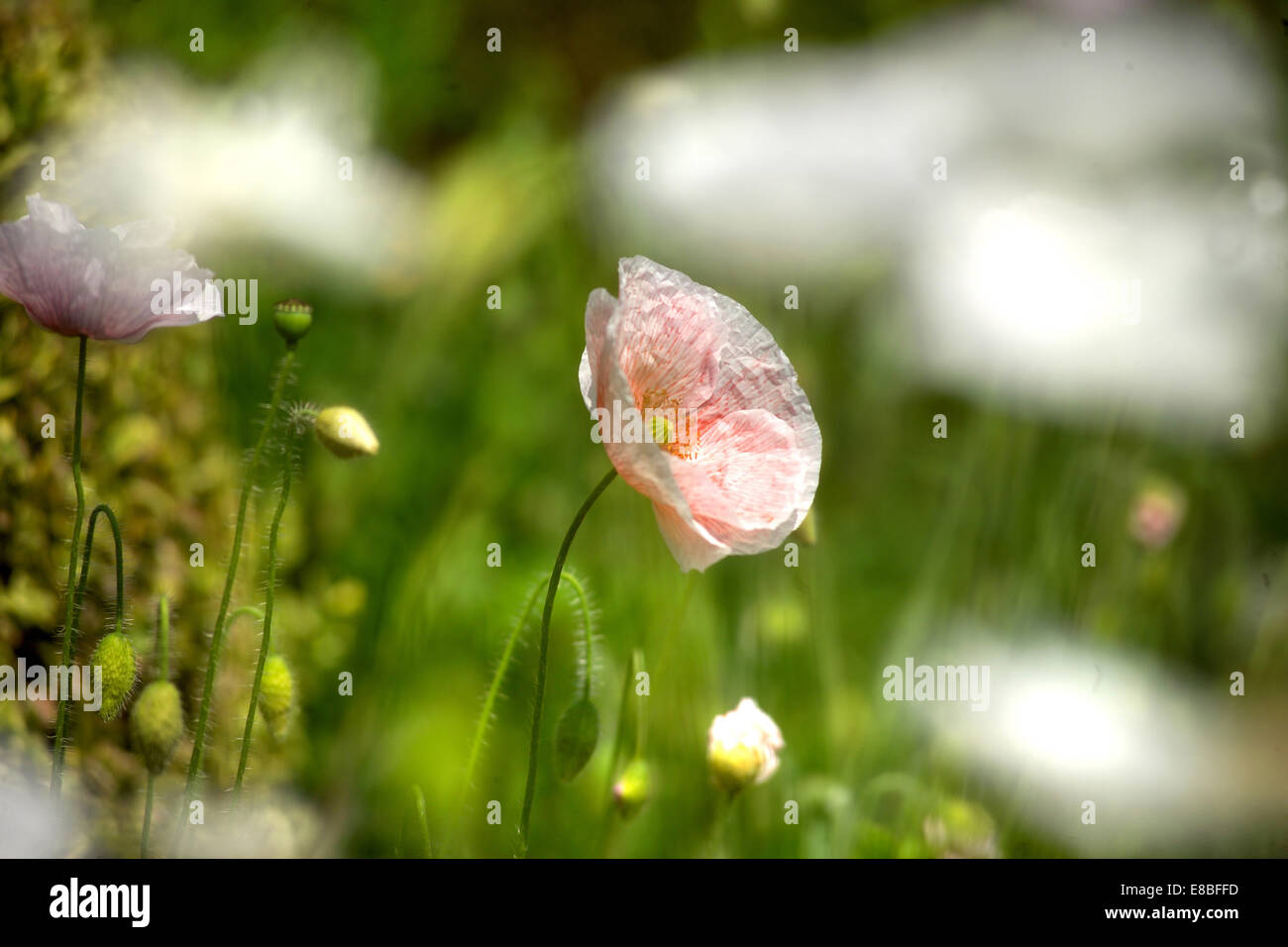 Salmon pink poppy Stock Photo - Alamy