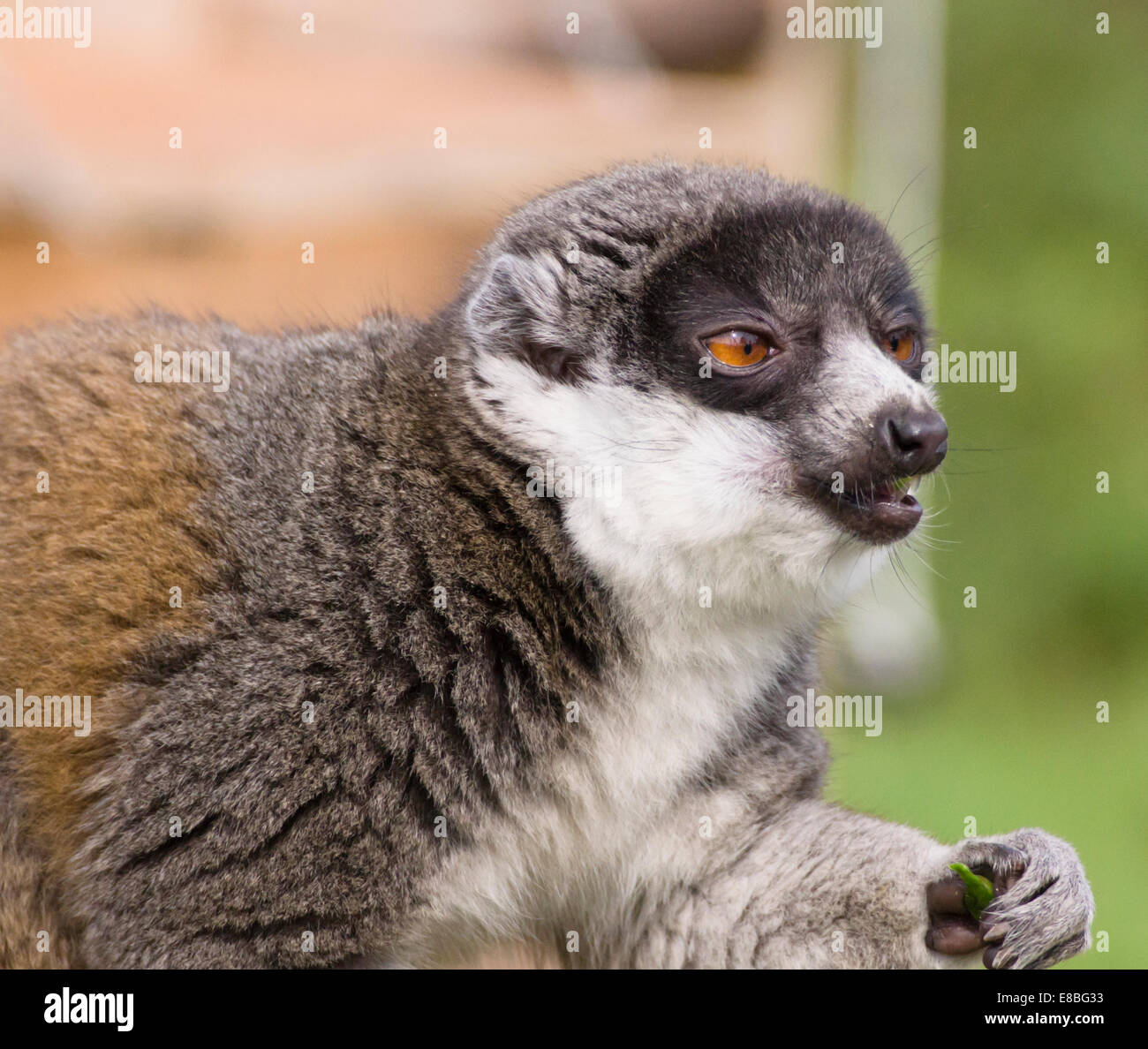 Animals at the Wild Place Project Bristol Zoo England Stock Photo - Alamy