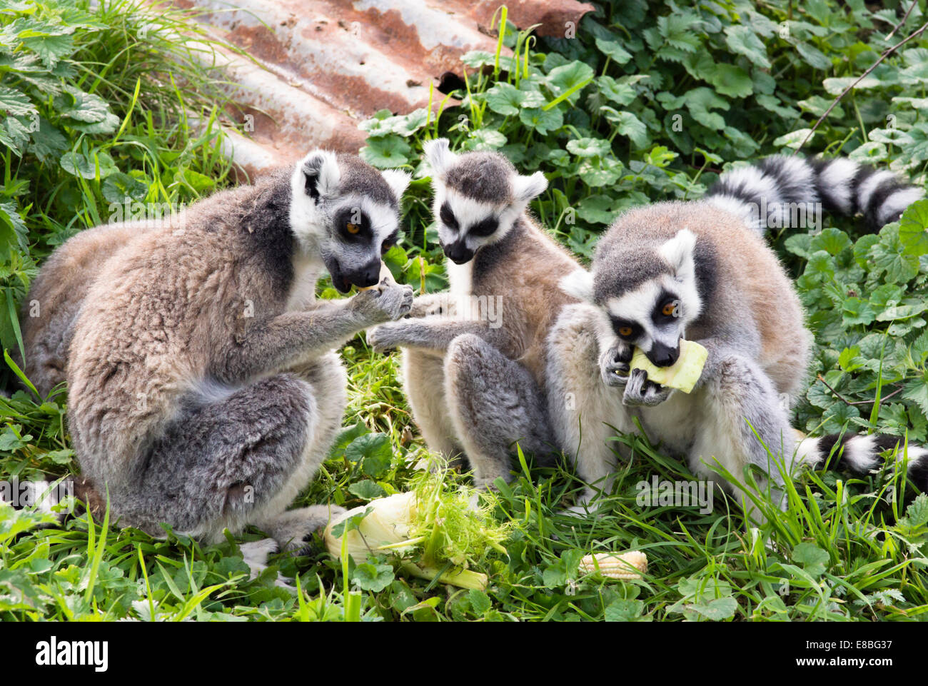 Animals at the Wild Place Project Bristol Zoo England Ring tailed ...