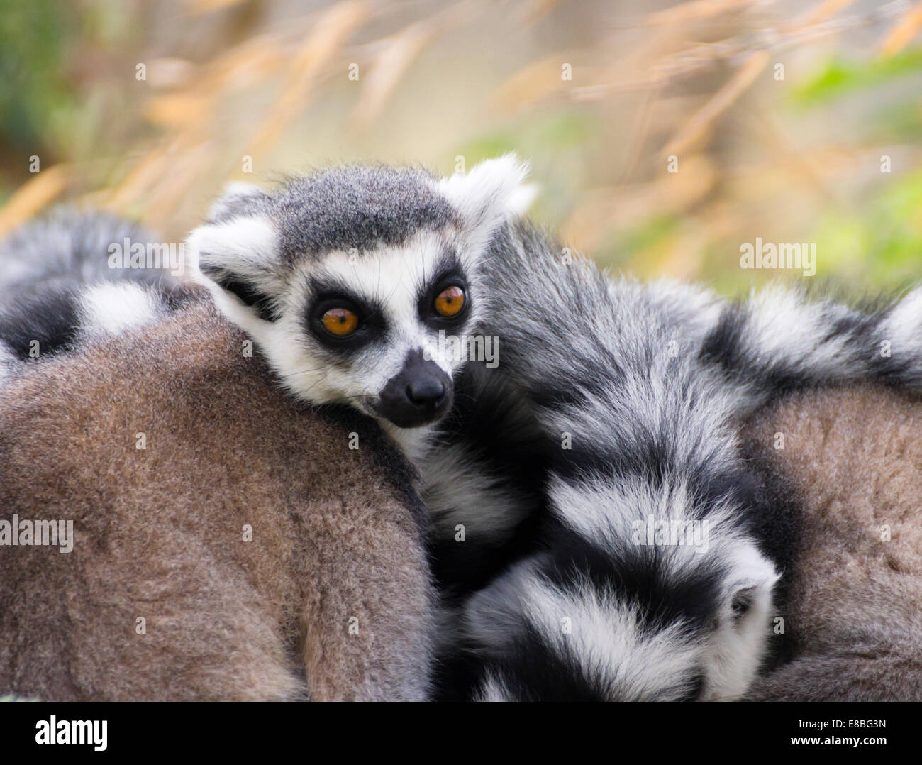 Animals at the Wild Place Project Bristol Zoo England Ring tailed ...