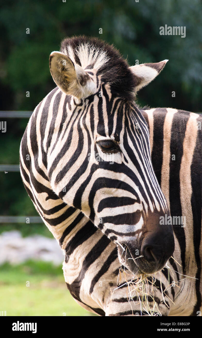 Animals at the Wild Place Project Bristol Zoo England Zebra Stock Photo ...