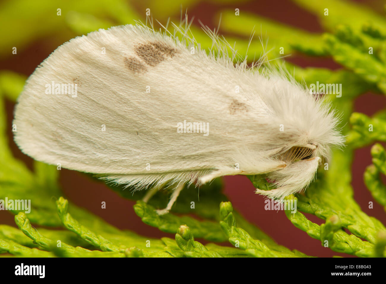 Euproctis similis butterfly hi-res stock photography and images - Alamy