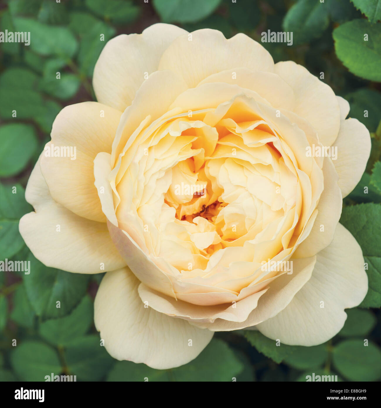Rose cream color Stock Photo - Alamy