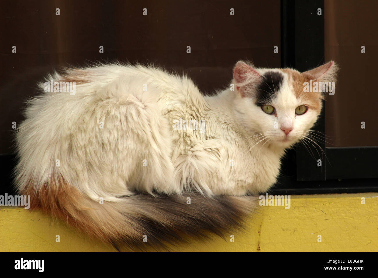 A cat sitting on a window ledge in a house in Cotacachi, Ecuador Stock ...