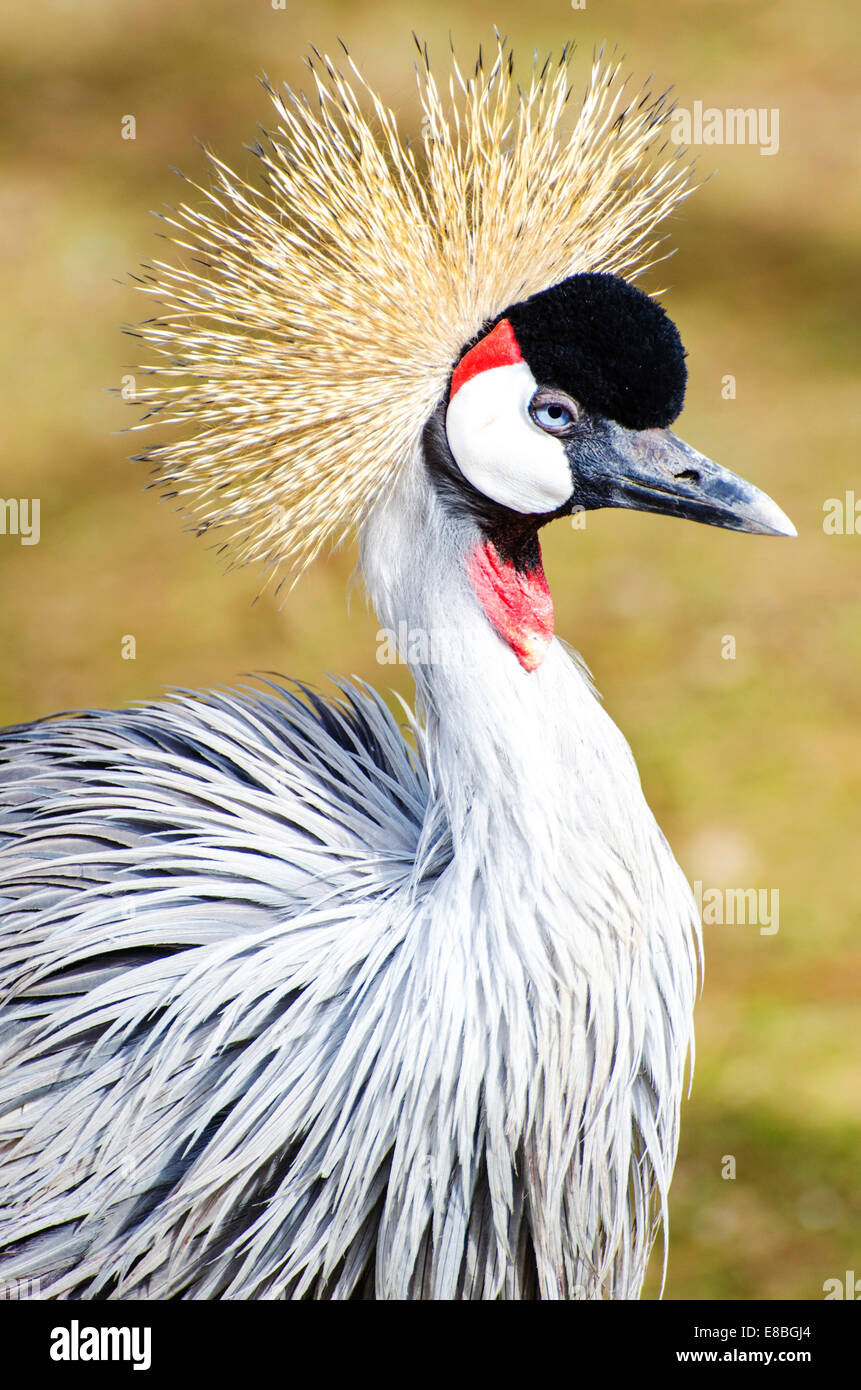 Crane bird High Resolution Stock Photography and Images - Alamy