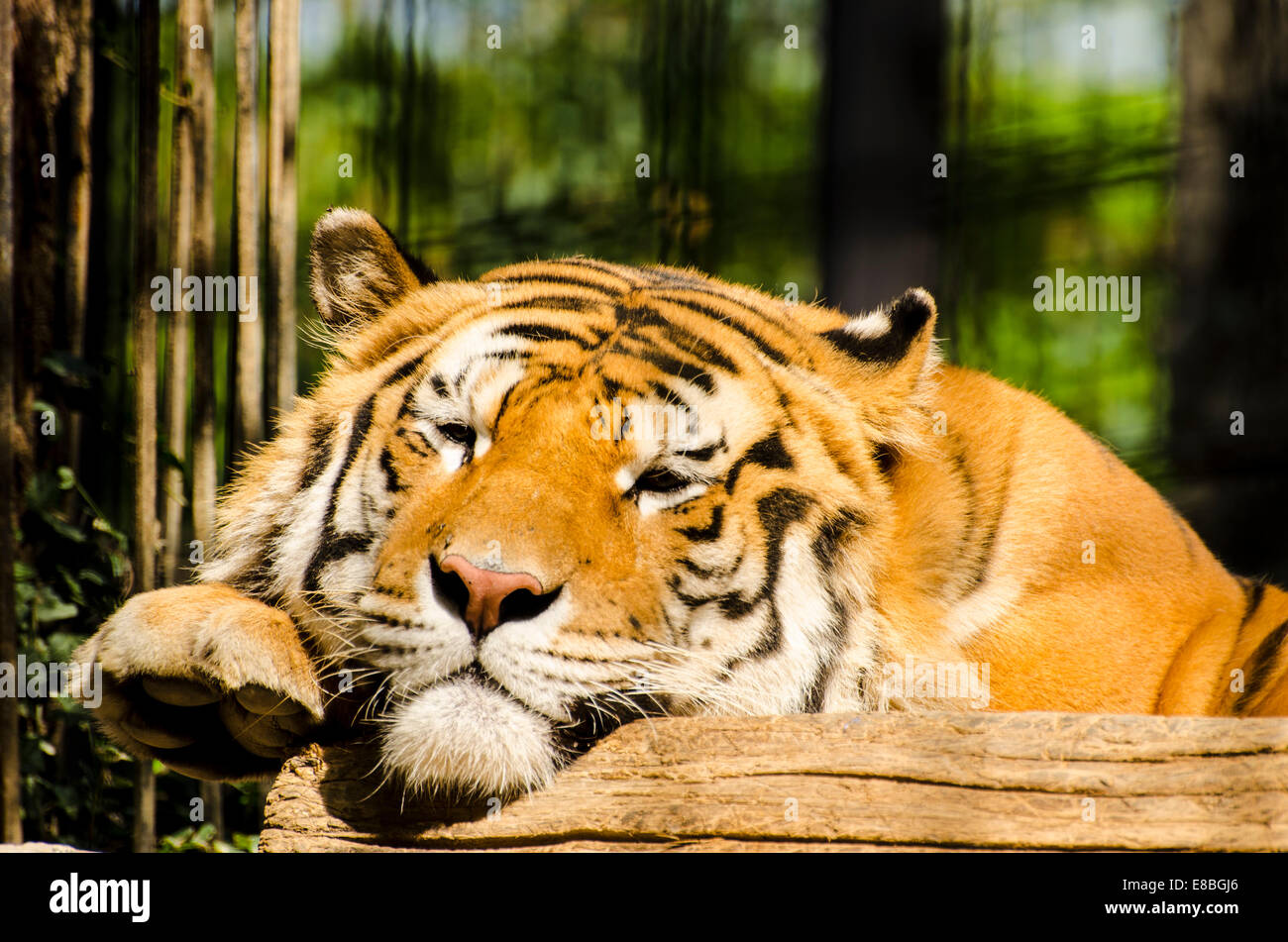 Sleeping Tiger Portrait Stock Photo - Alamy
