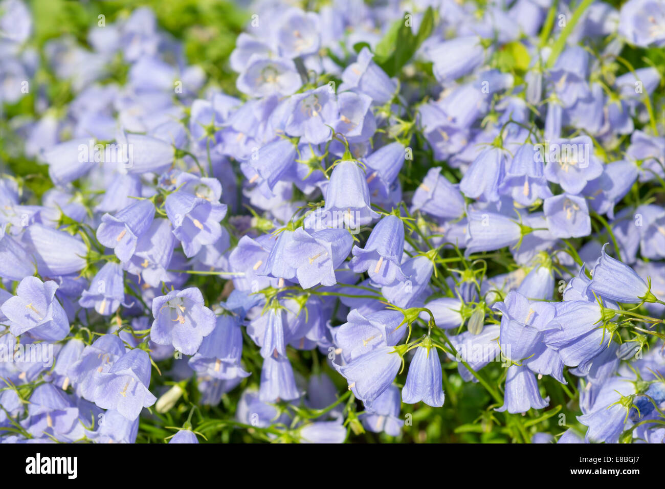 Flowers blue bells Stock Photo - Alamy