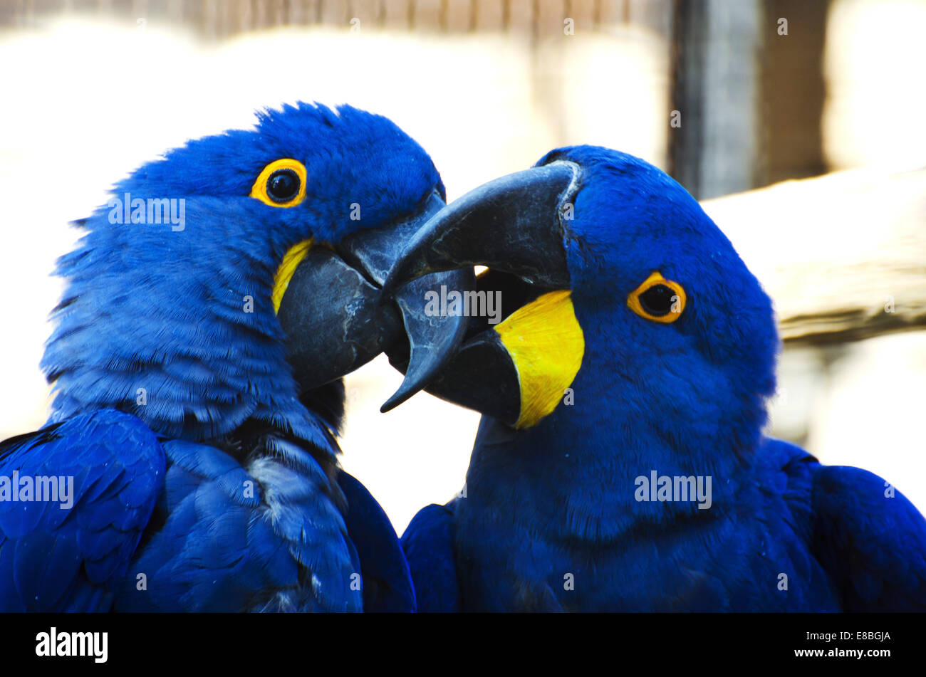 Blue Parrots Rio