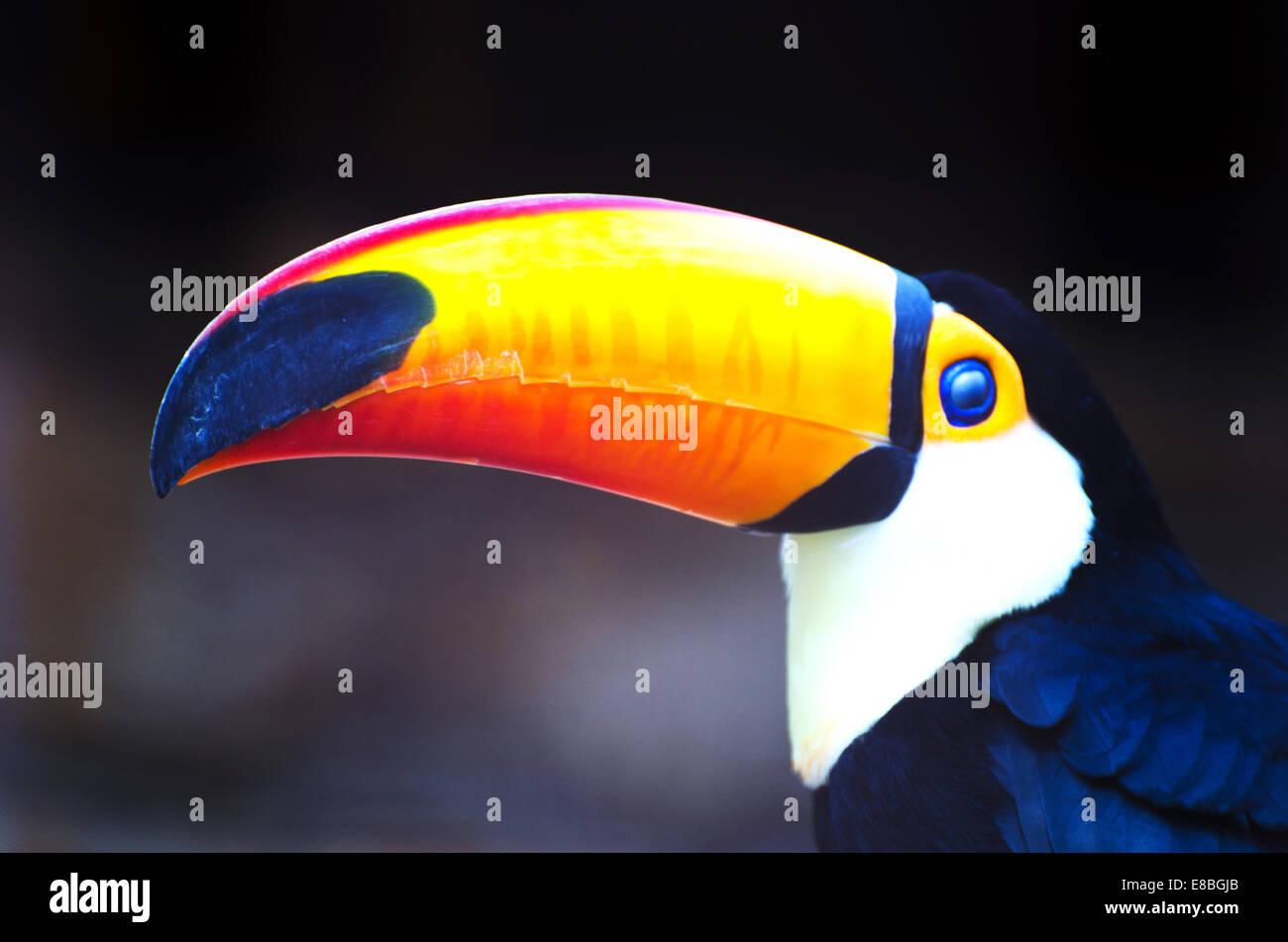 Toucan colors hi-res stock photography and images - Alamy
