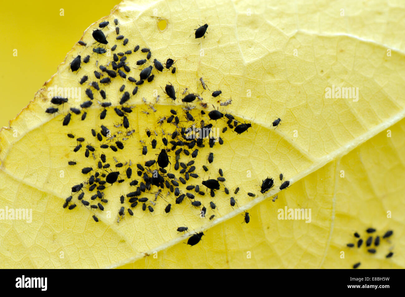Blackfly, black bean aphids (Aphis fabae) on underside of bean leaf ...