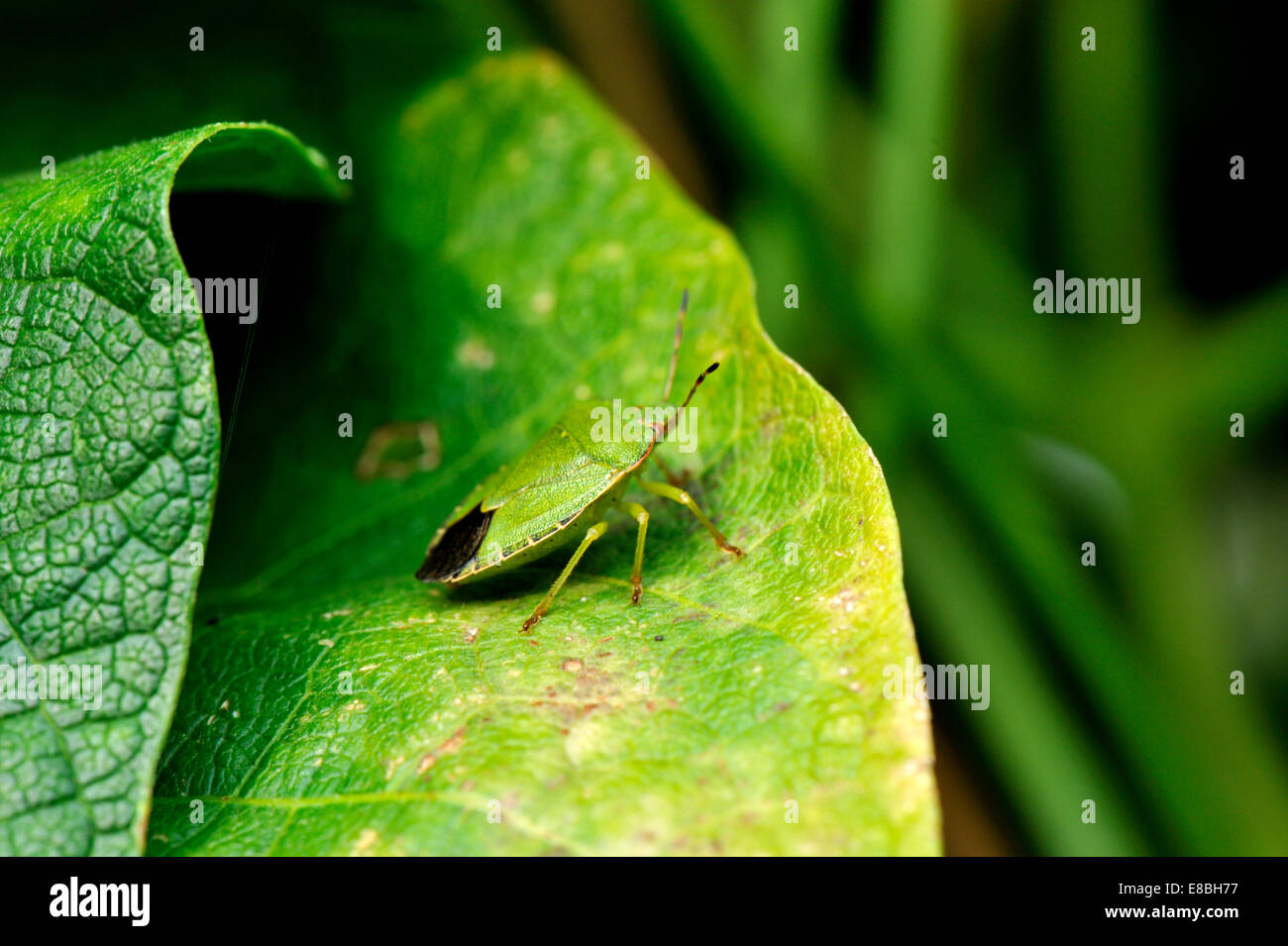 Side view of common Green Shield Bug, Palomena prasina, adult on bean ...