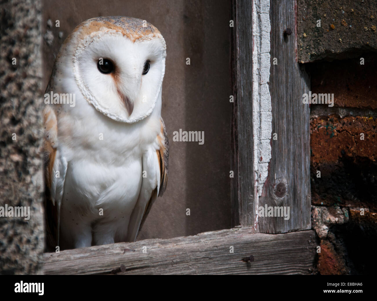 barn owl looking out from a derelict buildings window Stock Photo - Alamy
