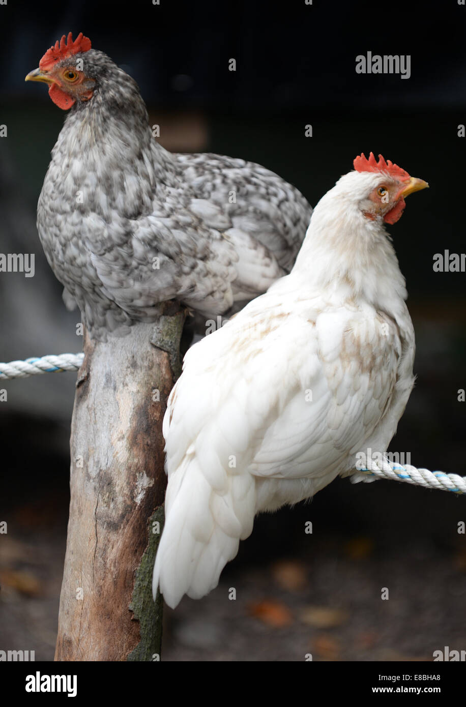 Two chickens perched Stock Photo - Alamy