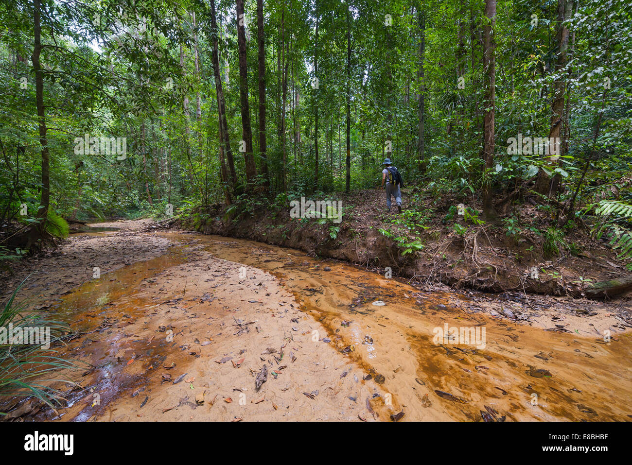 Red stream crossing the tropical rainforest in Lambir Hills National ...