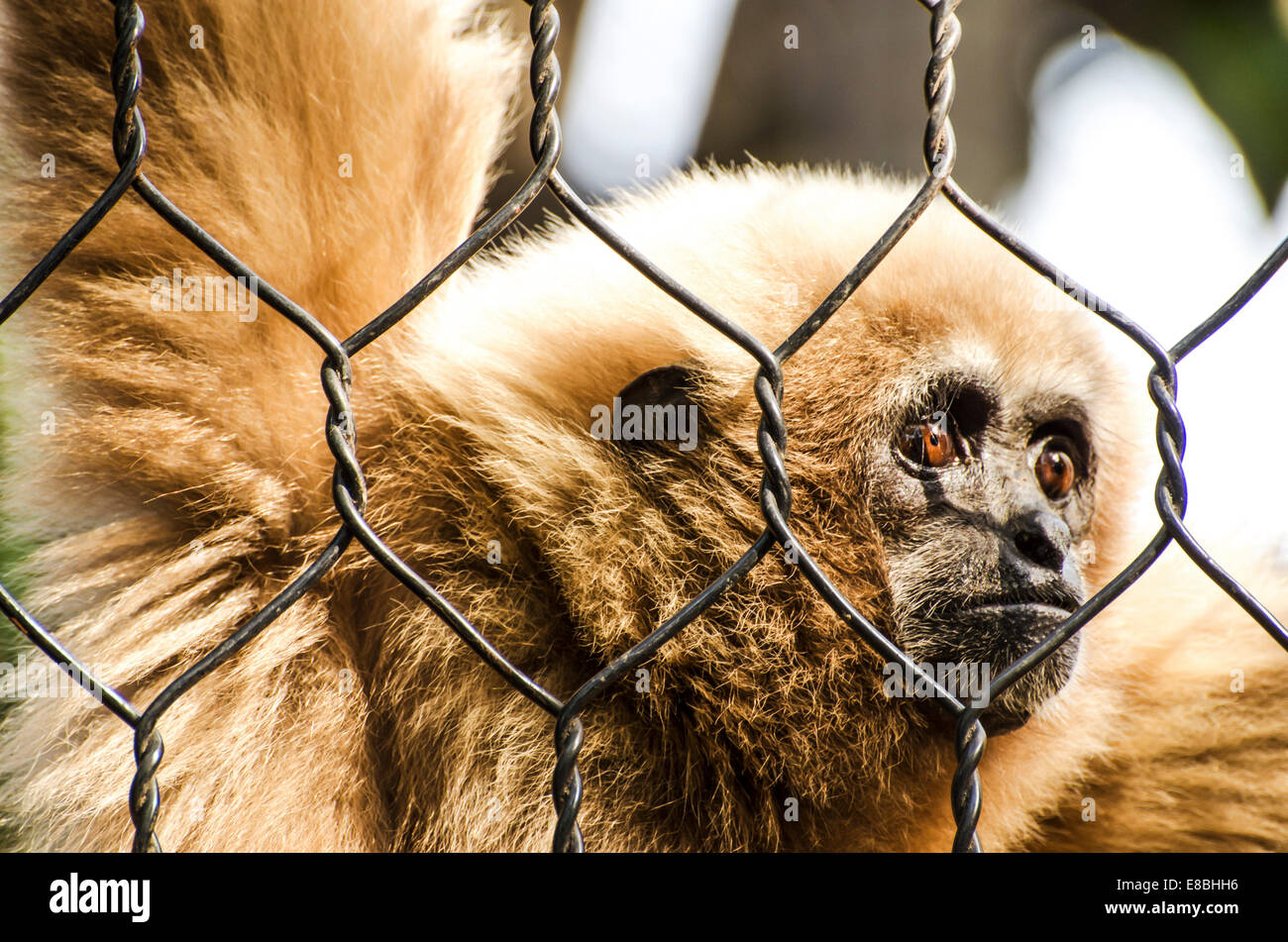 Sad monkey hi-res stock photography and images - Alamy