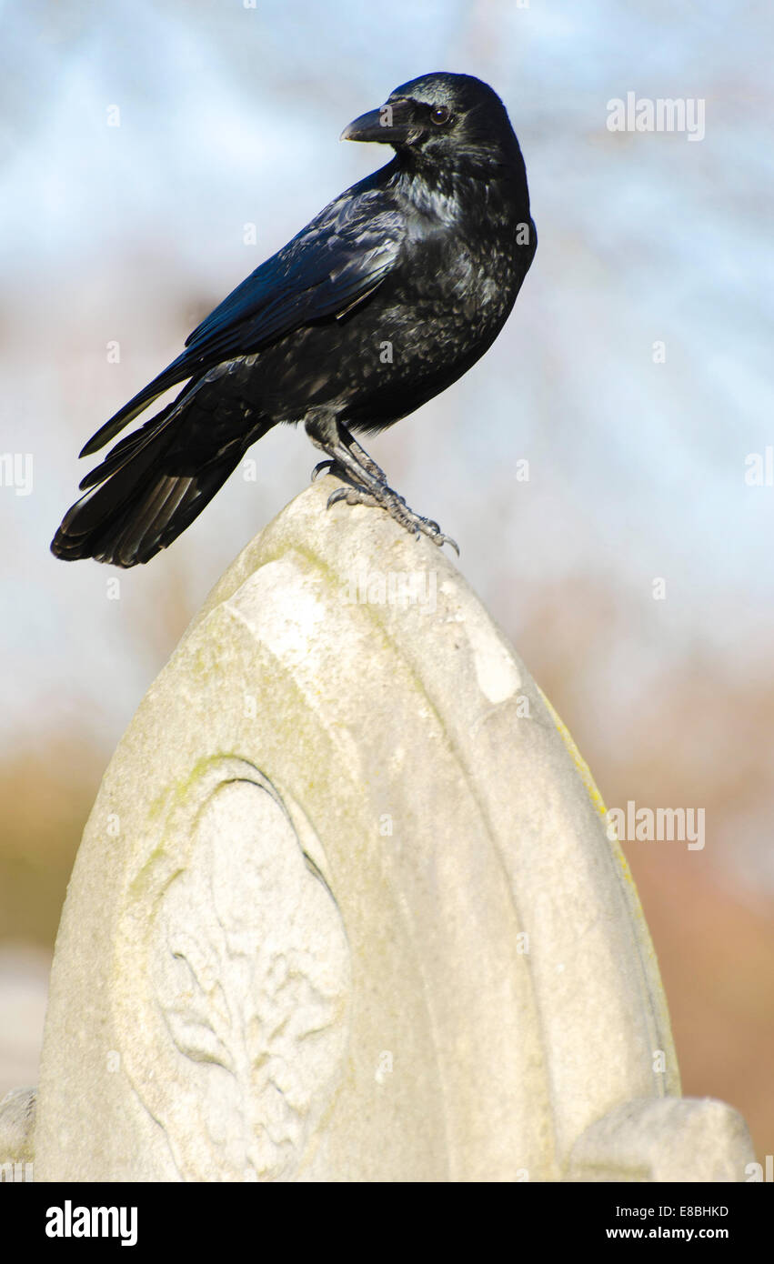 Big tombstone hi-res stock photography and images - Alamy