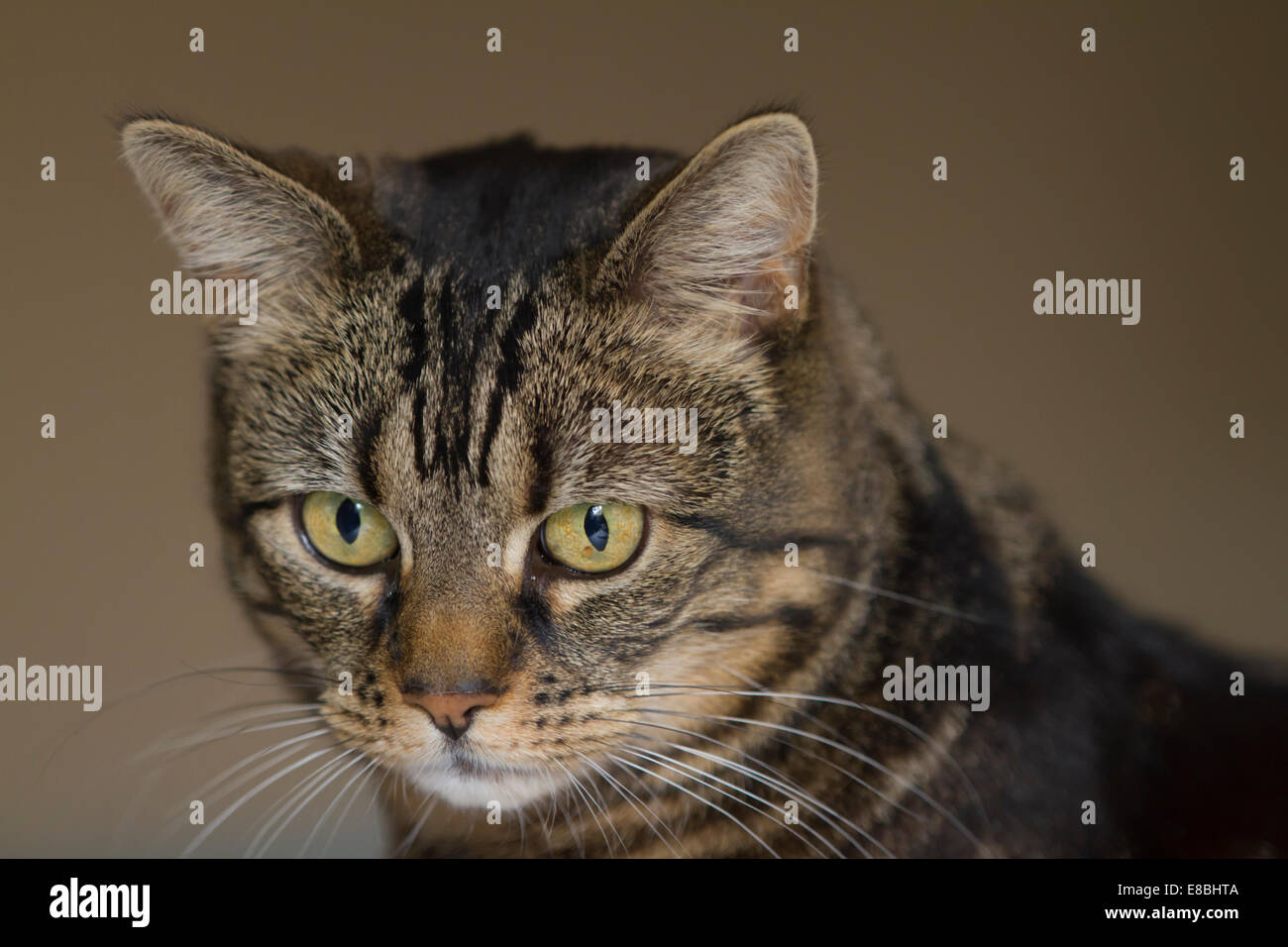 Mackerel Tabby Cat High Resolution Stock Photography and Images - Alamy
