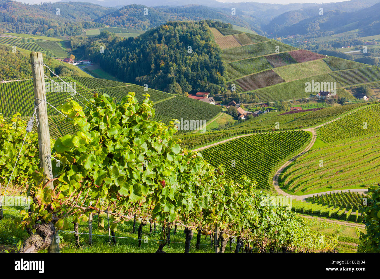Durbach hi-res stock photography and images - Alamy