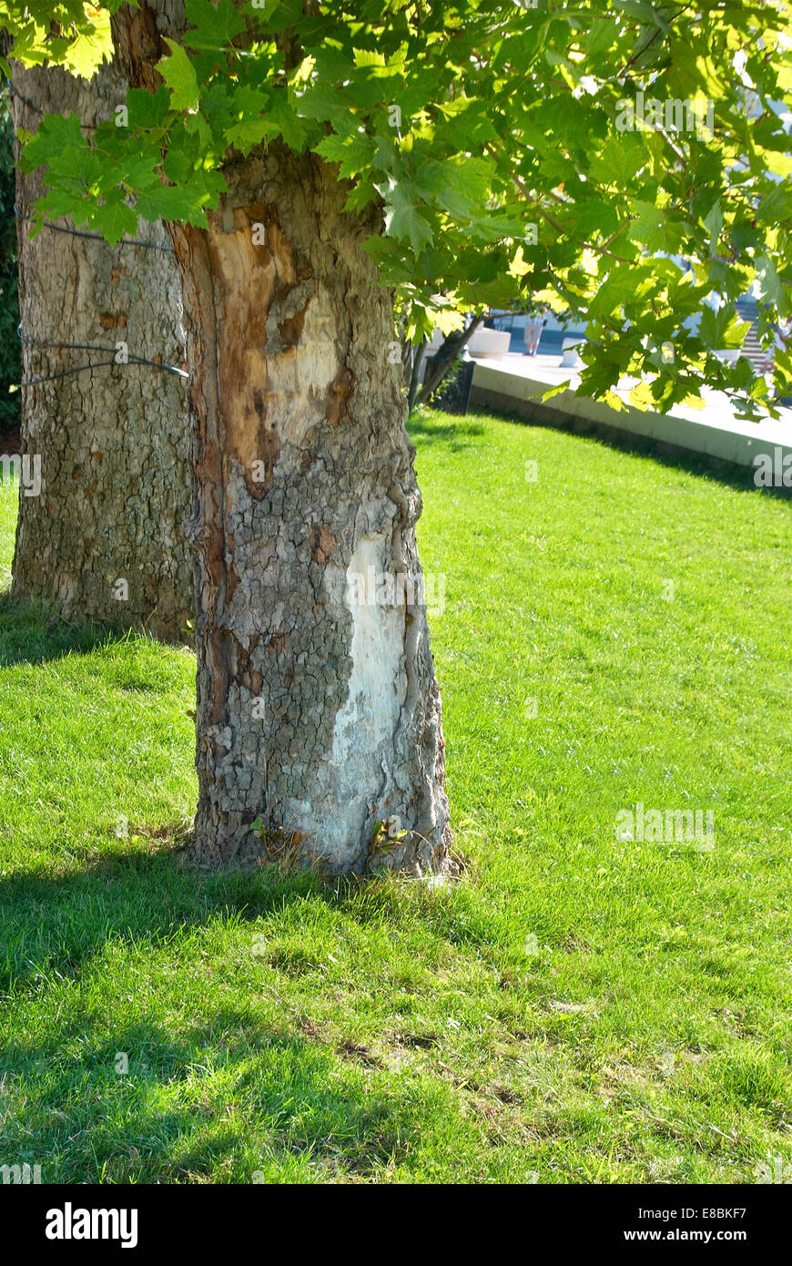 Green sunny park with grass and trees Stock Photo - Alamy