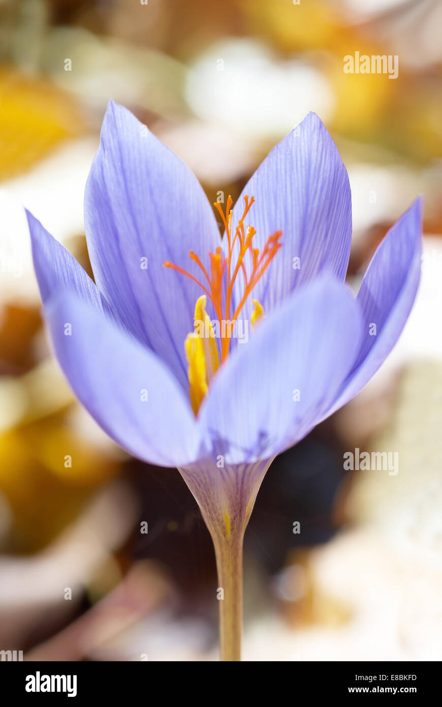Blue flower crocus ligusticus (saffron) in the forest Stock Photo - Alamy