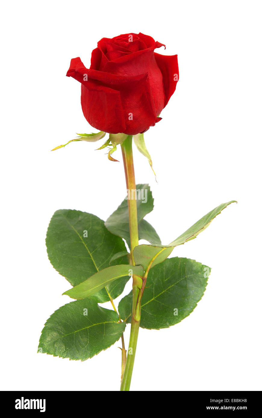 Beautiful red rose isolated on white background Stock Photo - Alamy