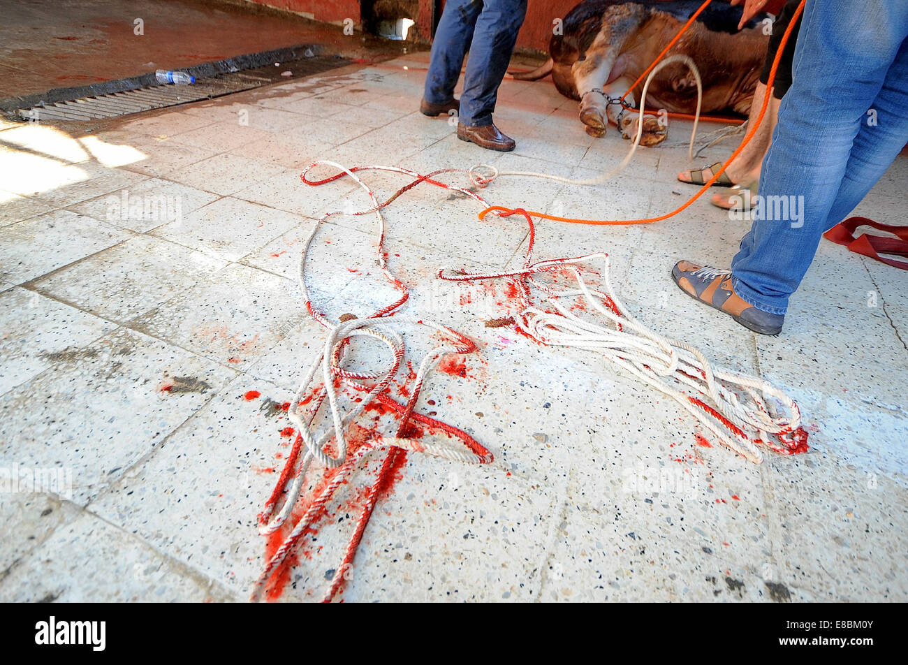 Urfa, Turkey. 4th Oct, 2014. Muslims in Turkey celebrate feast of ...
