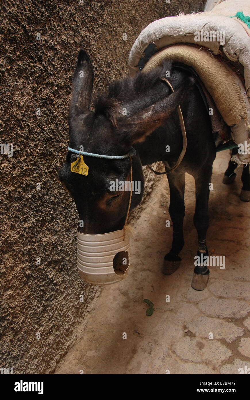 Beast of burden hi-res stock photography and images - Alamy