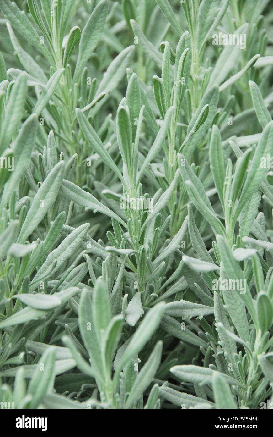 Delicate shoots hi-res stock photography and images - Alamy