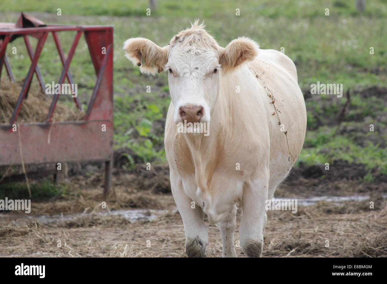 Enclosed farm hi-res stock photography and images - Alamy