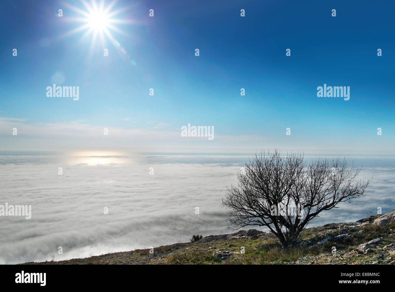 Lonely tree with clouds and blue sunny sky Stock Photo - Alamy