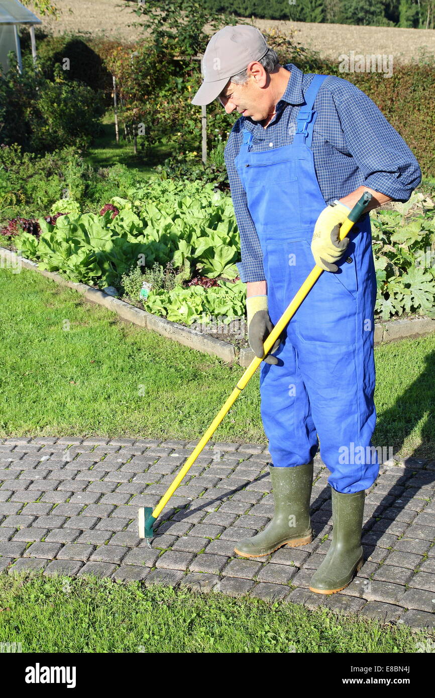 A Gardener scratching moss out of paving stone gabs Stock Photo - Alamy