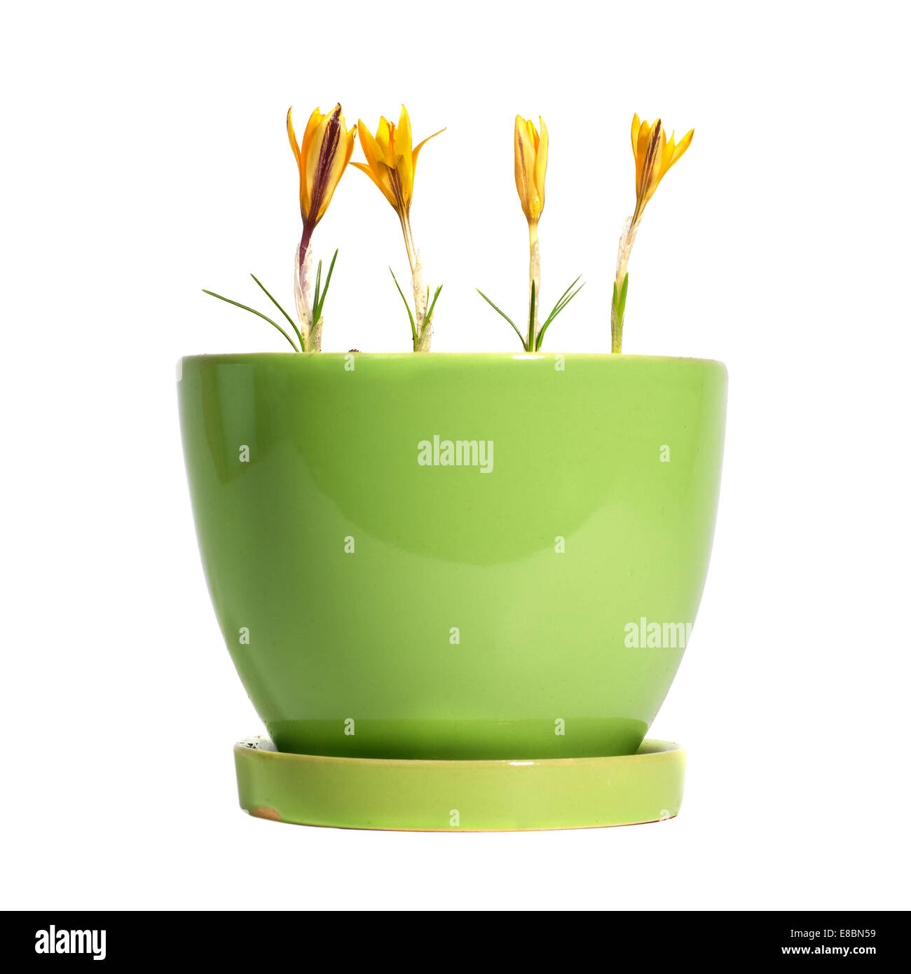 Yellow flowers saffron (crocus sativus) with green leaves in the ...