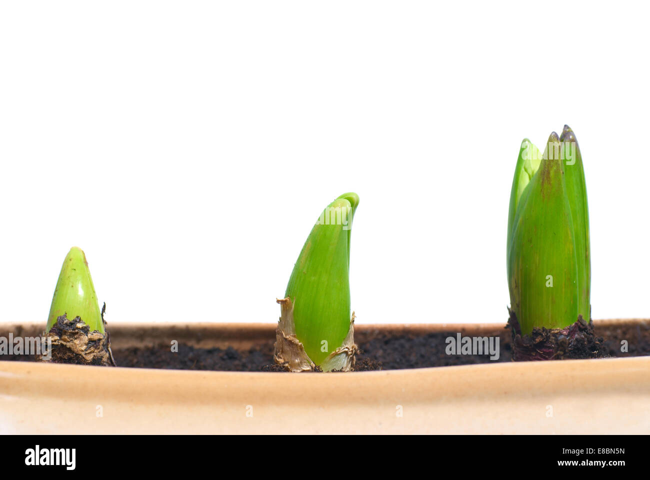 Flower growing stages in pot hi-res stock photography and images - Alamy