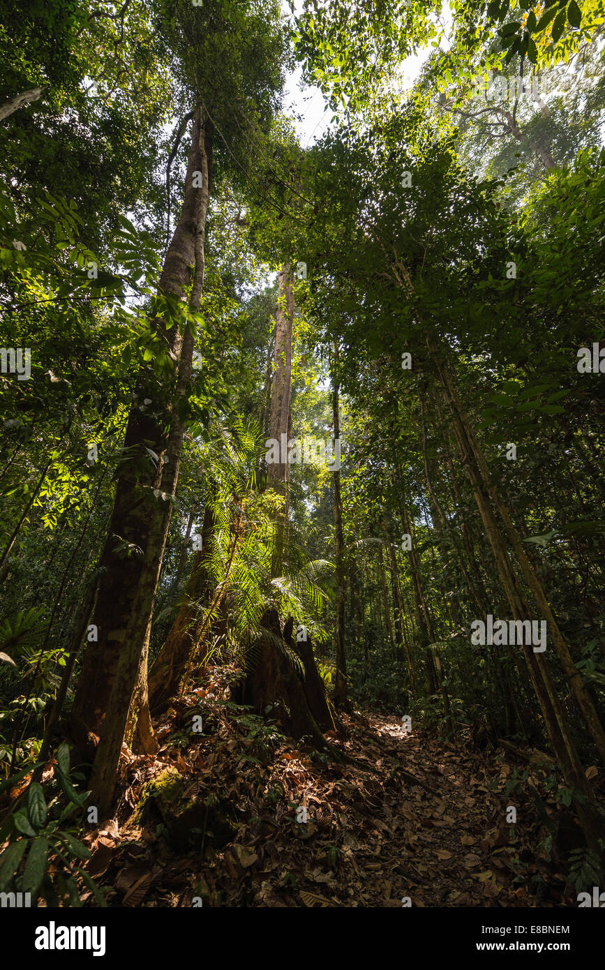 Dense mixed lowland rainforest in Lambir Hills National Park, Borneo ...