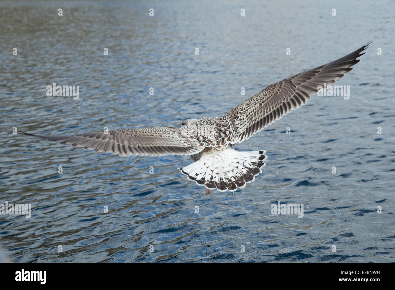 Black backed seagull hi-res stock photography and images - Alamy