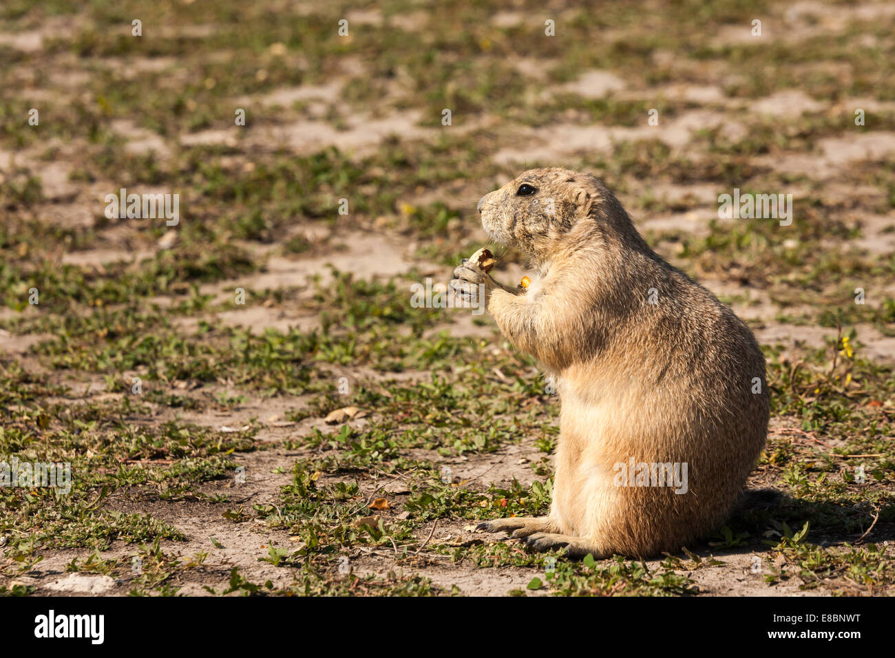 Prairie dog eating grasses hi-res stock photography and images - Alamy