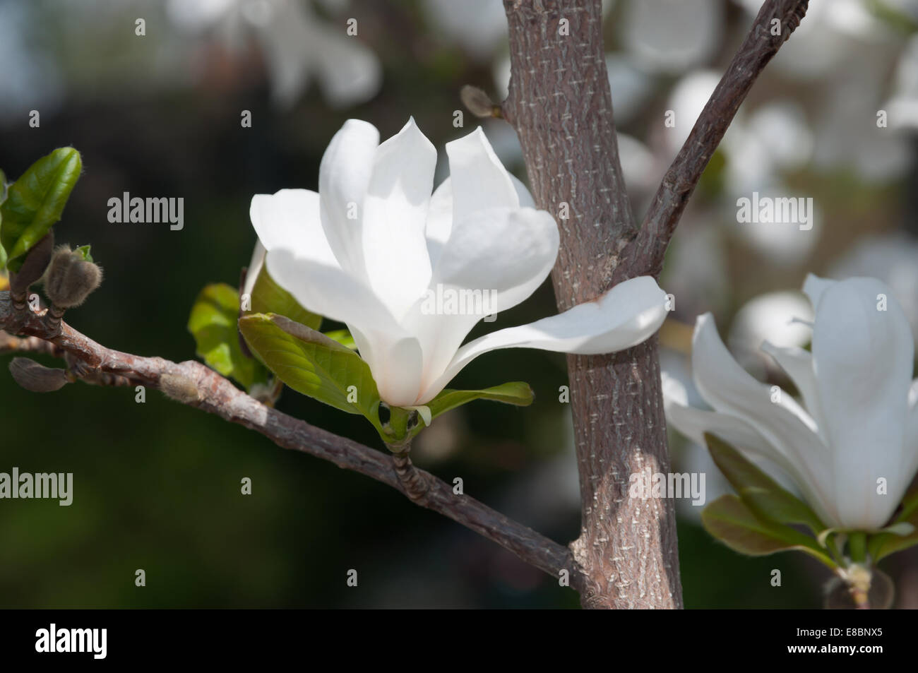 White magnolia garden hi-res stock photography and images - Alamy